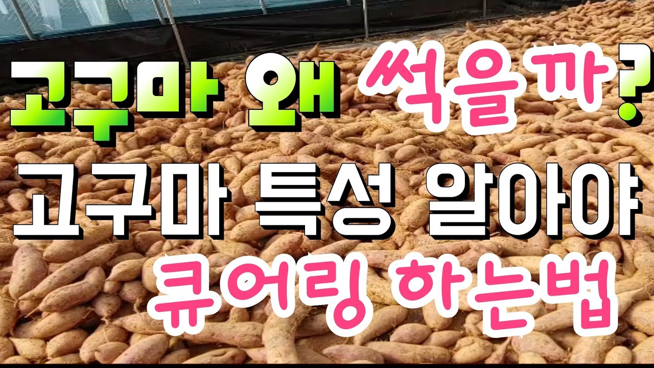 고구마 왜 썩을까 맛있게 숙성 적정 온도는 큐어링 처리 하는법 정확히 알아야 ~ 고구마 큐어링 처리법 고구마 맛있게 숙성하는법 영상정보 하우팜